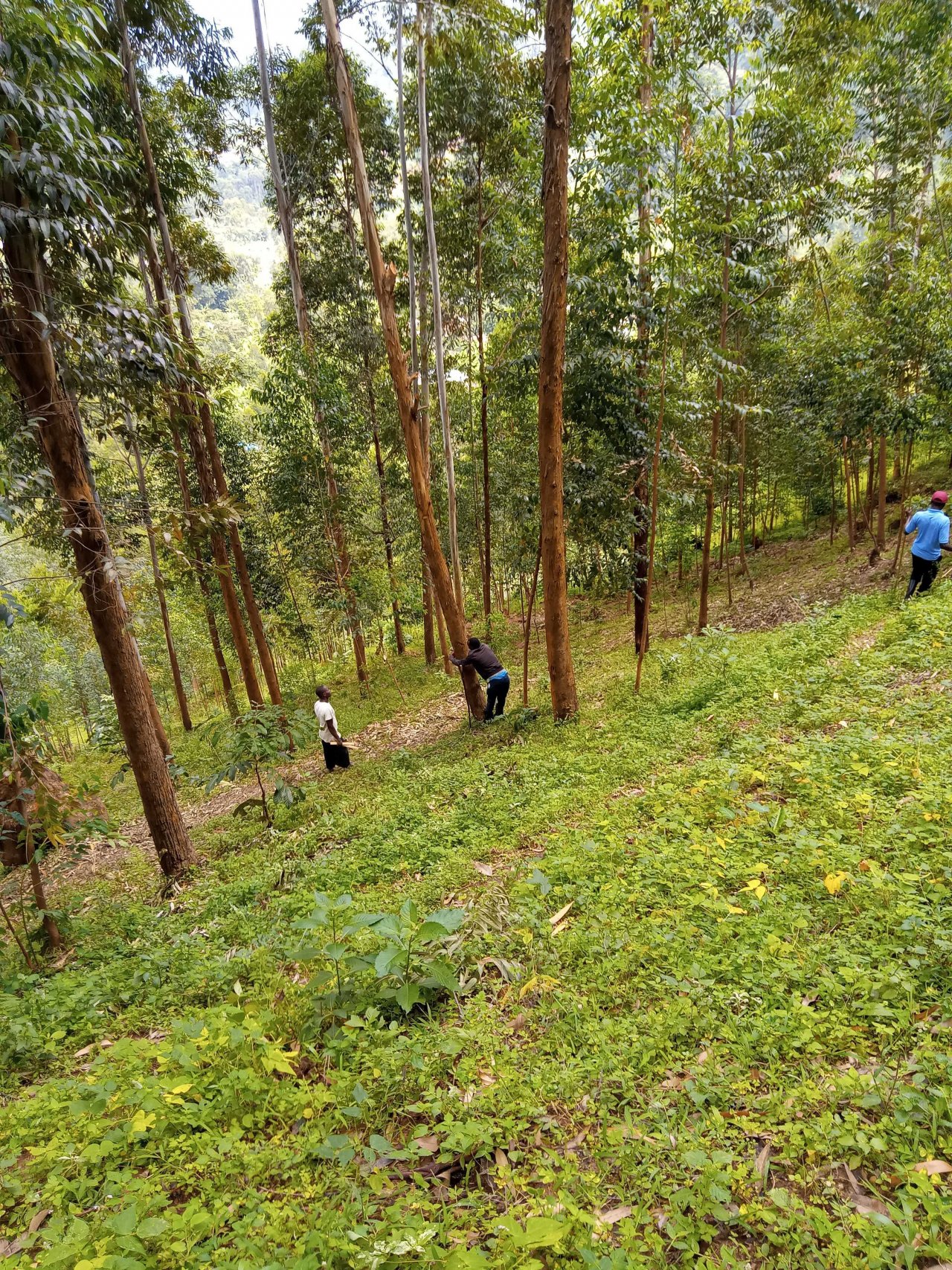 Forestry in Uganda - Trinity Forestry Services
